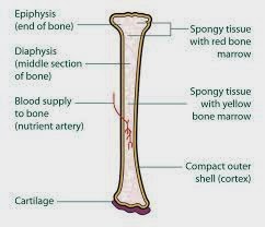 A General Guide For Health and Wellness in Adults: Bone Anatomy ...