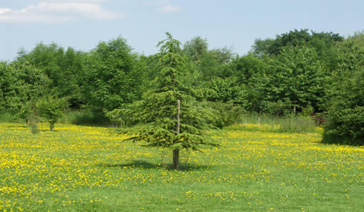 Our Beautiful World: Cedar Tree