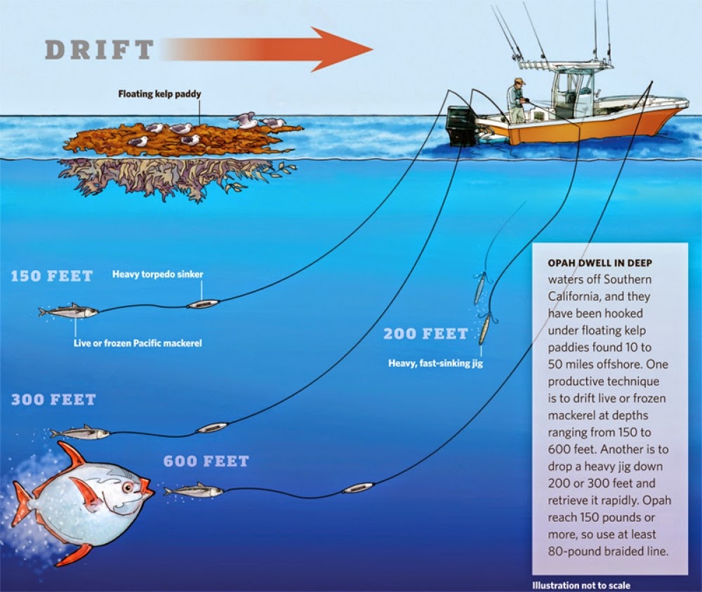 ashhhhhhhhhhhhj: Big Fishes of the World: Lucky anglers catch THREE ...