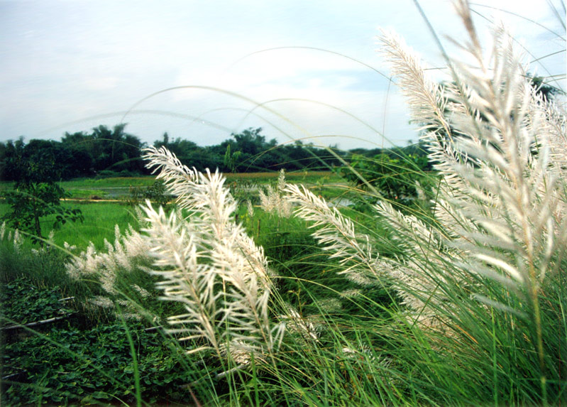 Flowers of Bangladesh: Kashful