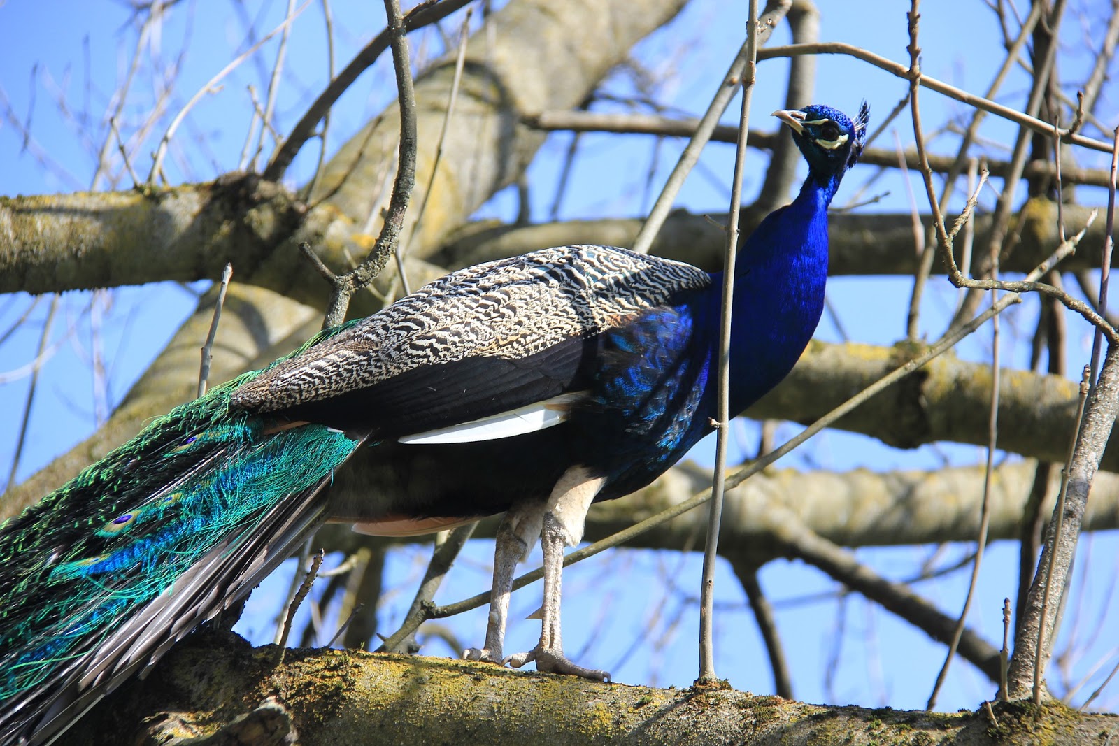 Contes d' Animals: EL PAÓ REIAL