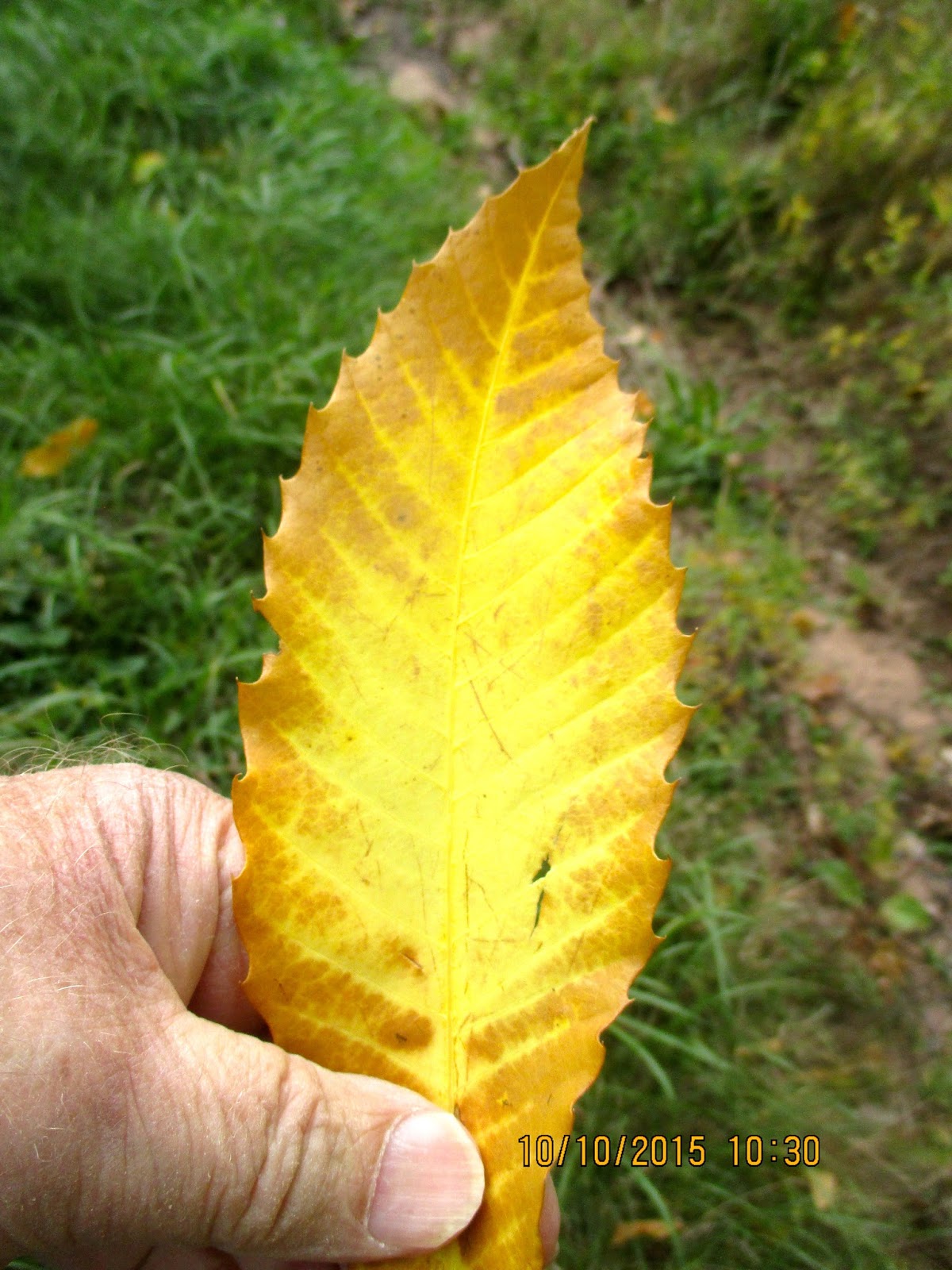 Art's Bayfield Almanac: AMERICAN CHESTNUT IS BLOOMING