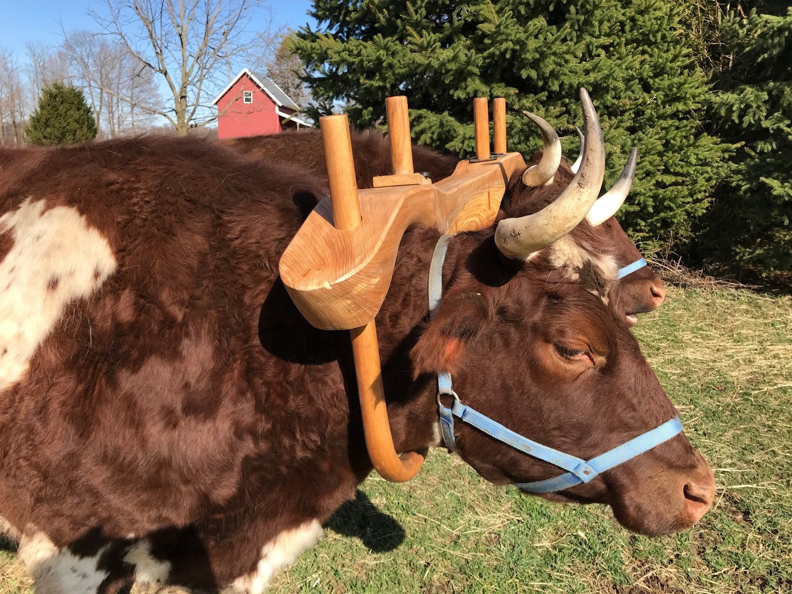 Midwest Ox Drovers Association: Stealthy Yoke Fashion Show