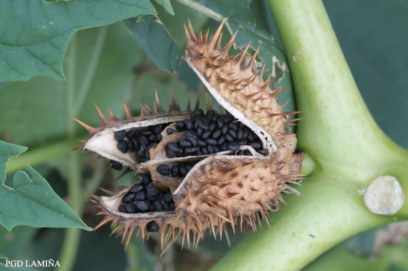 DATURA STRAMONIUM. estramonio o higuera loca.