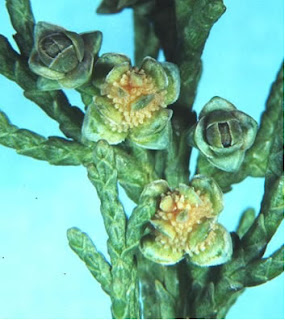 Botânica- Taxonomia: Coniferophyta(Coniferófitas)