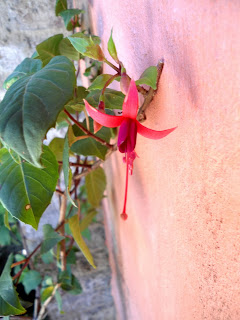 Terra Nostra: ALJABA - Fuchsia sp.