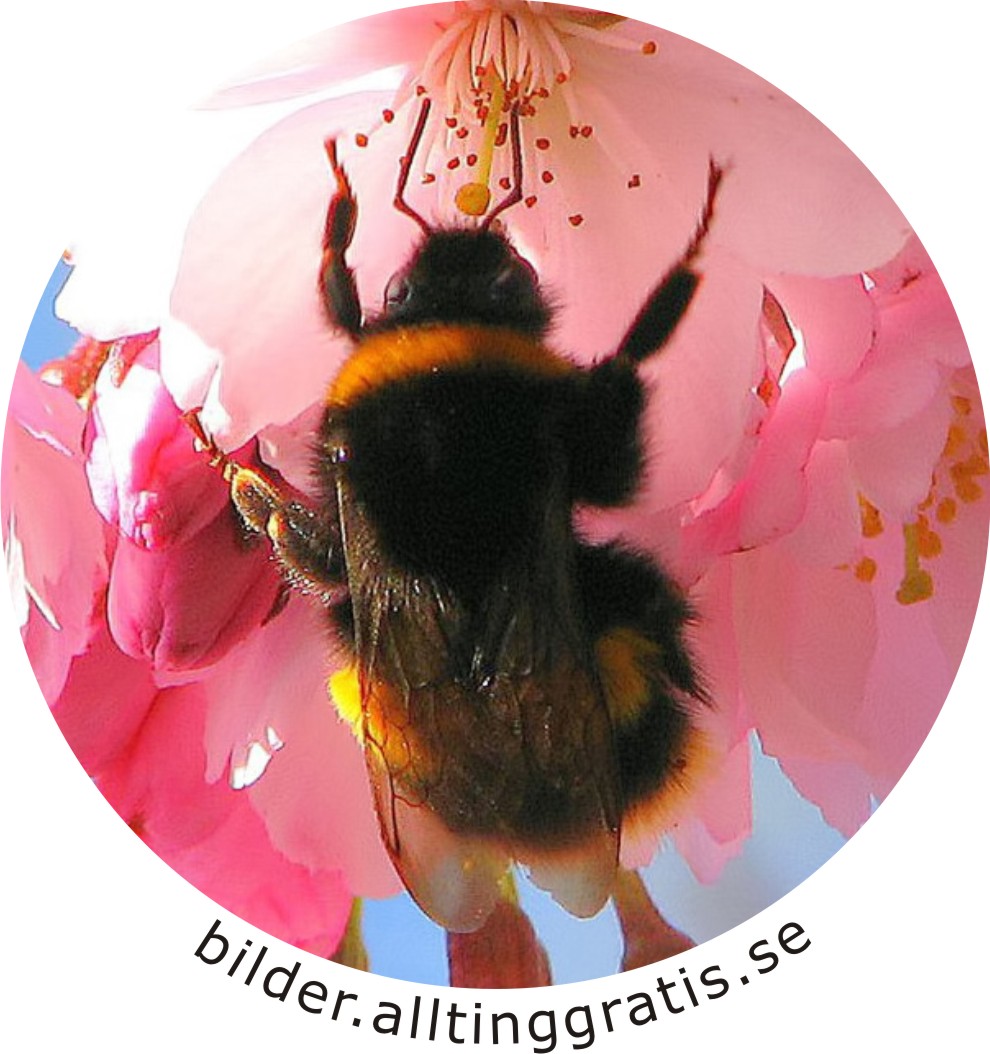 Lev livet gladare: Årets första humla