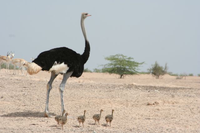 preachbrotherbob: The Sparrow, The Eagle, And The Ostrich