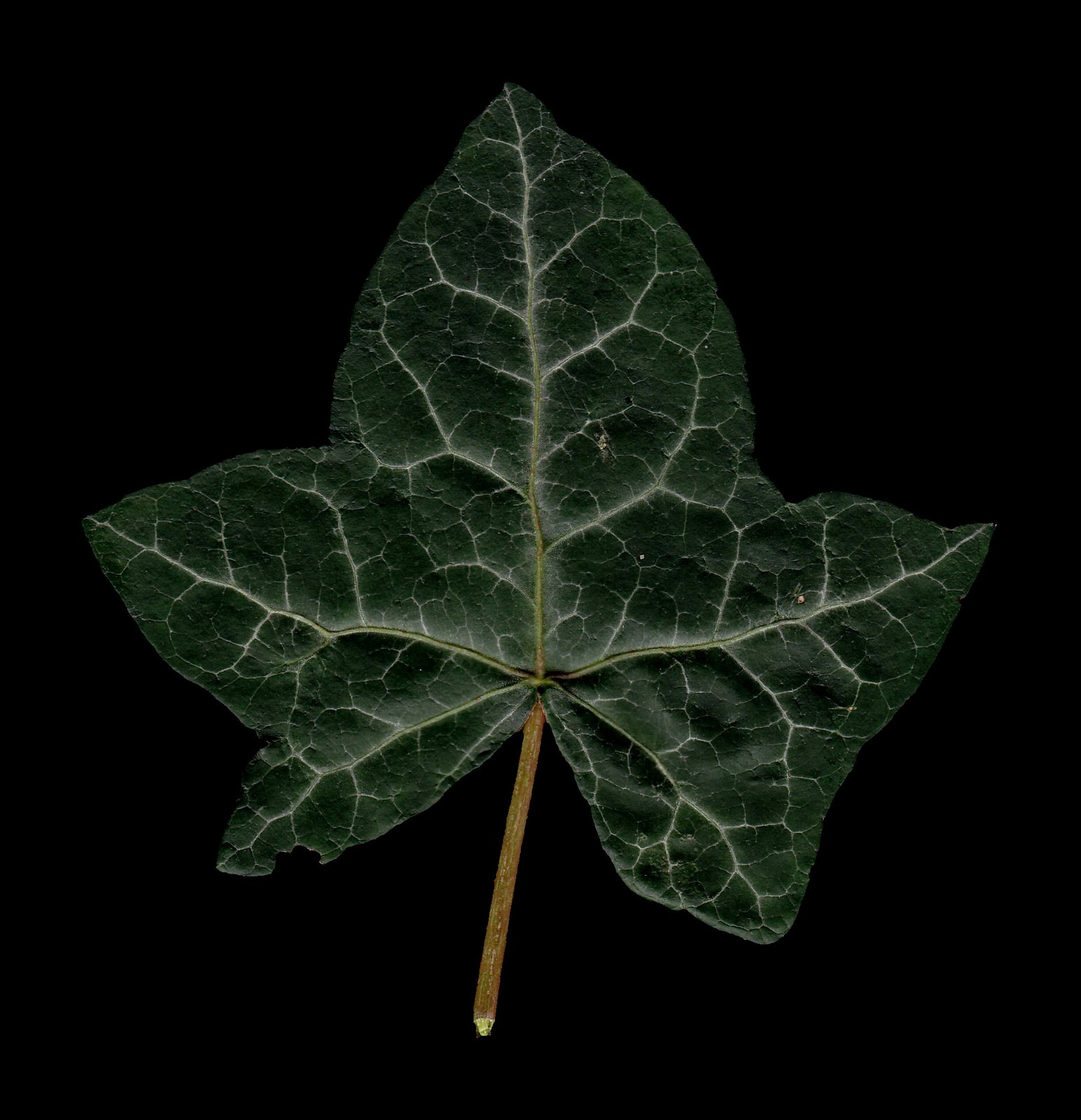 HIGH RESOLUTION TEXTURES: Leaf Textures