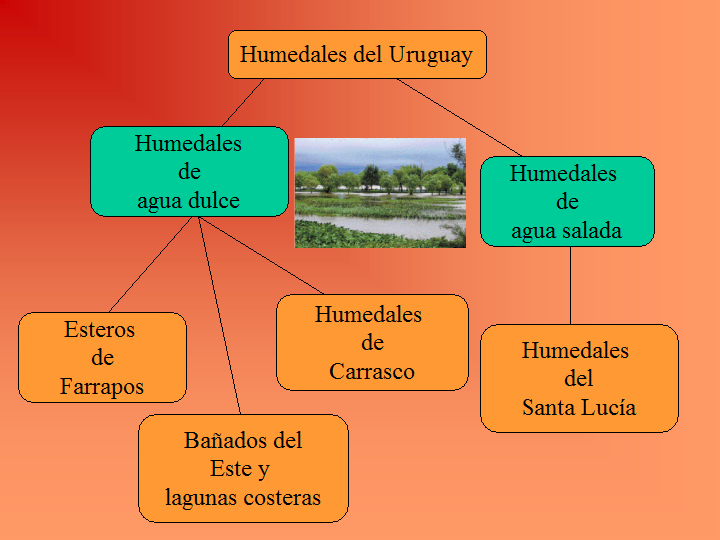 INFORMÁS 2012: BIOMAS DEL URUGUAY: Los humedales