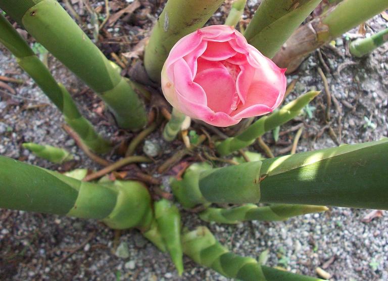 Inspirasi Populer Bunga Laksa