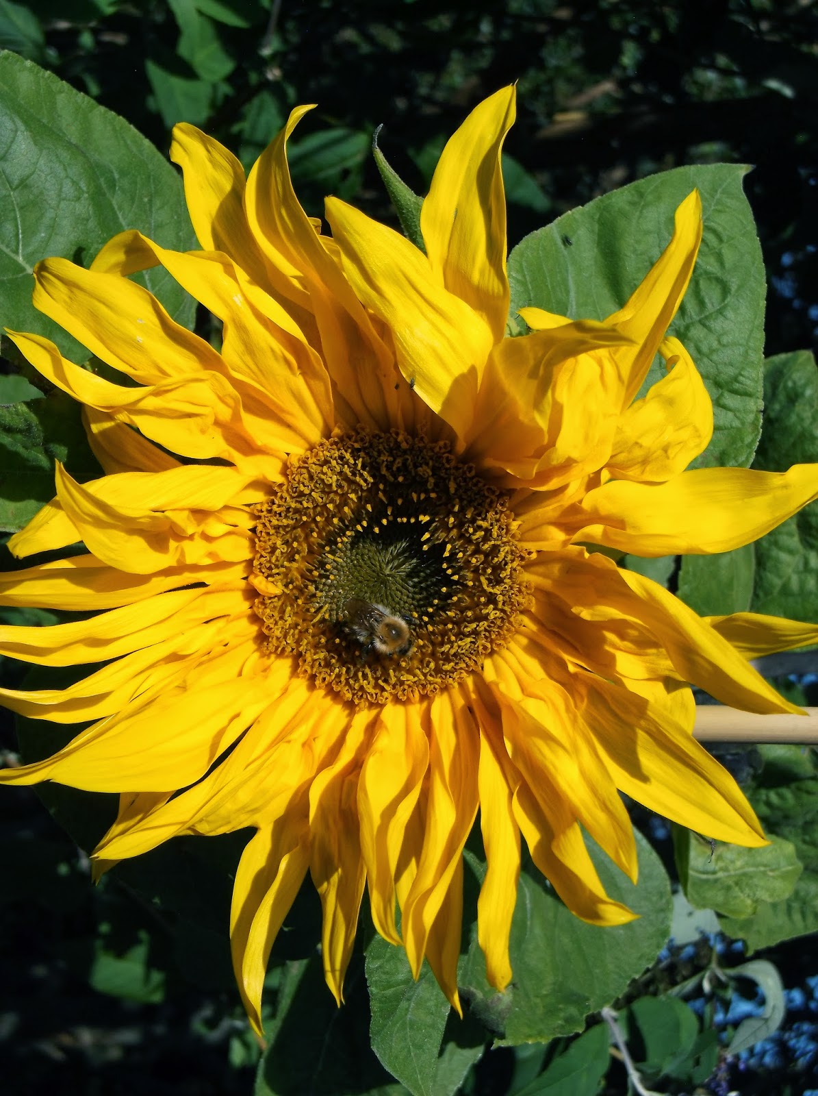 martin rainbowmaker: SUNFLOWER FACE.
