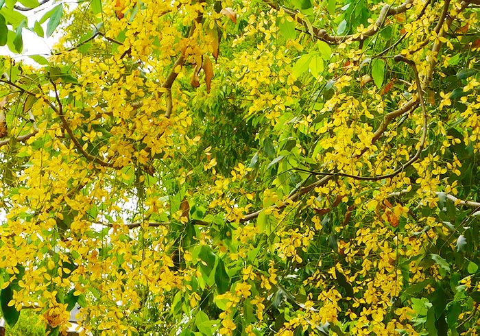 My Roatan - Adventures in Creating Nirvana: the "cascading style sheets ...