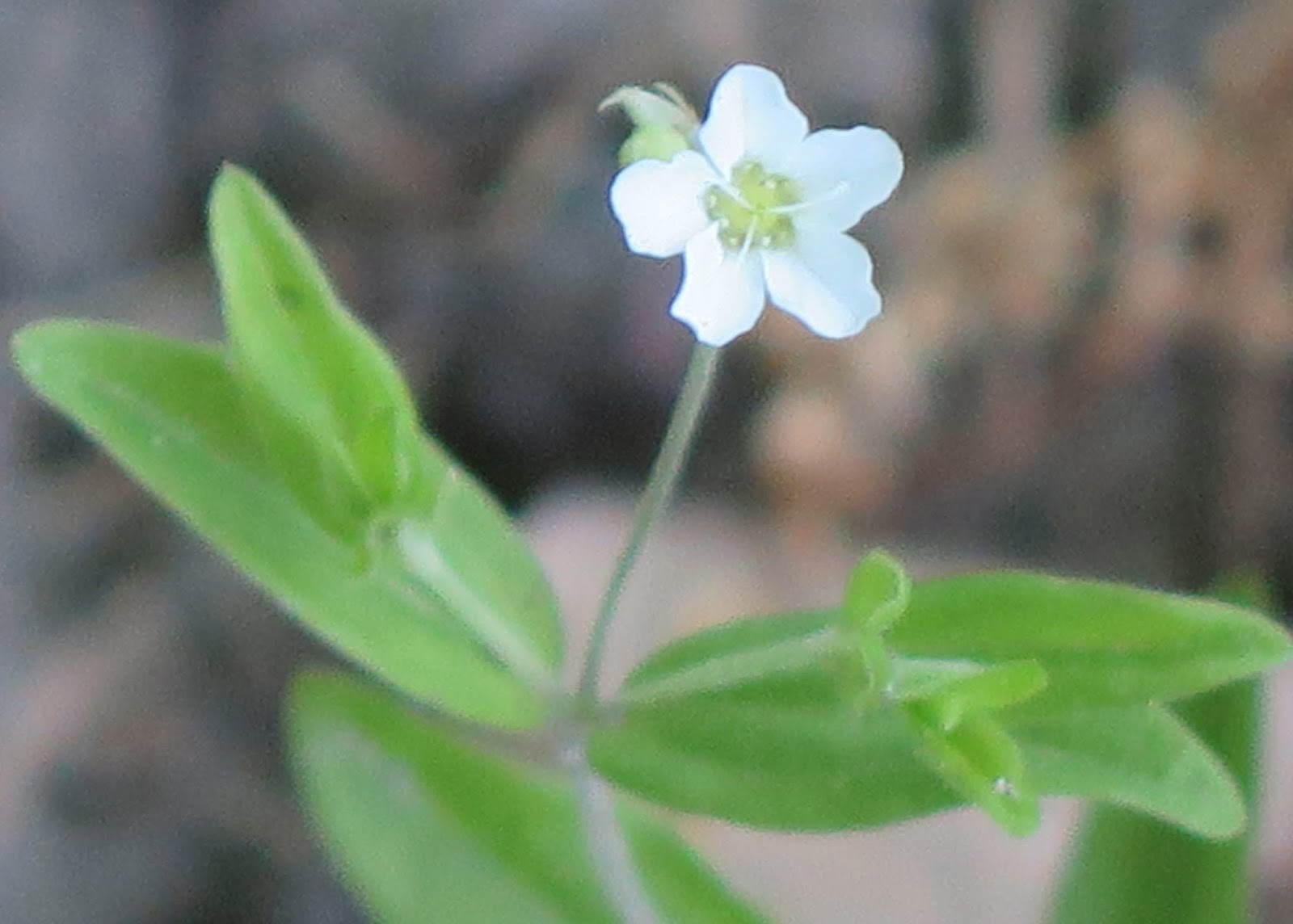Dummerston Sightings: 5-25 Grove Sandwort