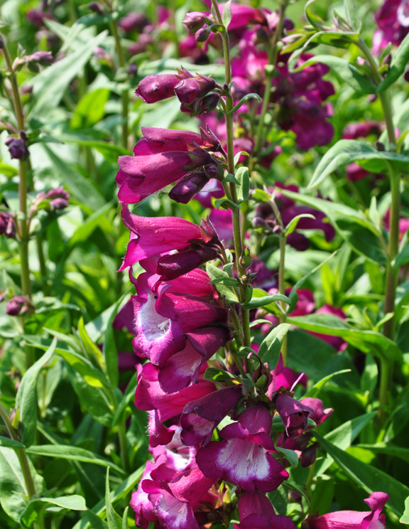 Three Dogs in a Garden: The University of Guelph Ornamental Trial ...