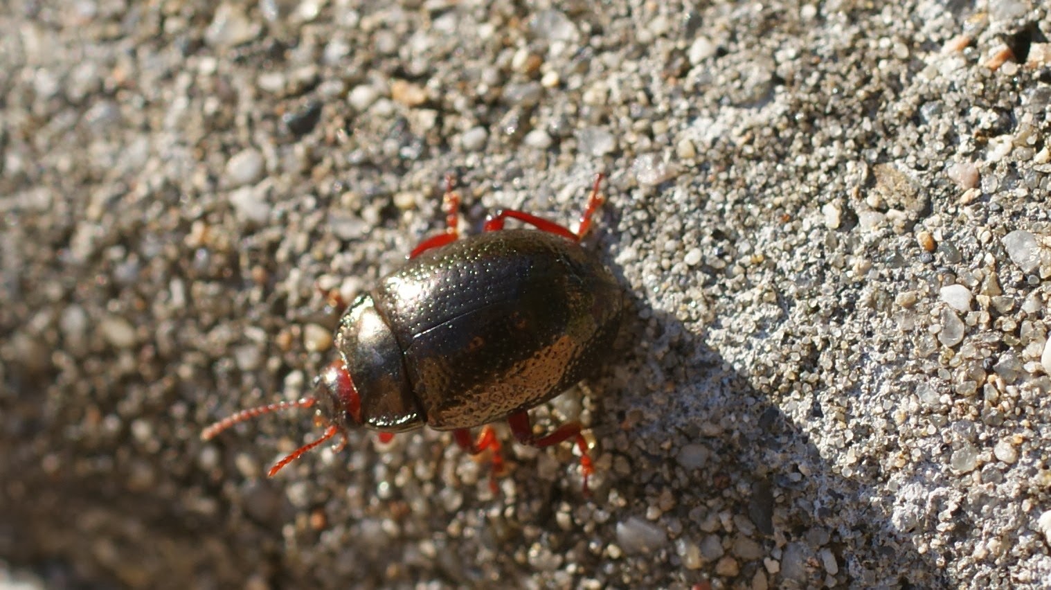 HORTA À PORTA: INSECTA (INSECTOS), besouros no jardim