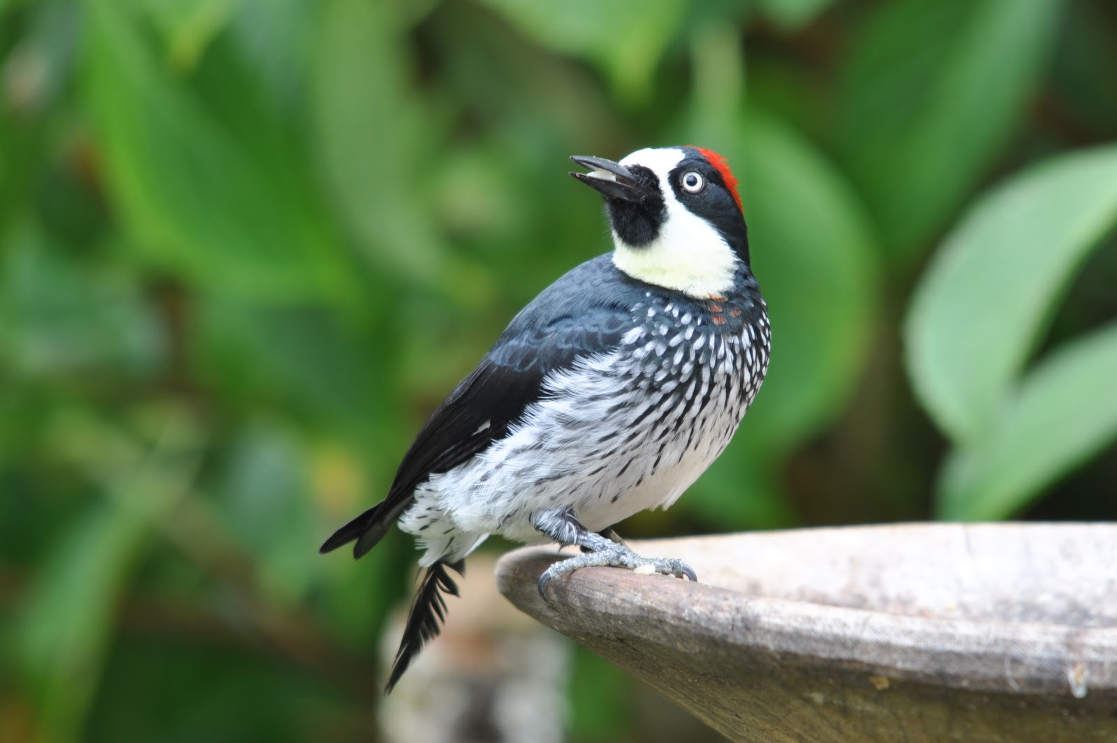 Woodpeckers of the World: 2012