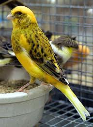 Kenari Lizard (Lizard Canary) ~ Tamsis Canary Farm