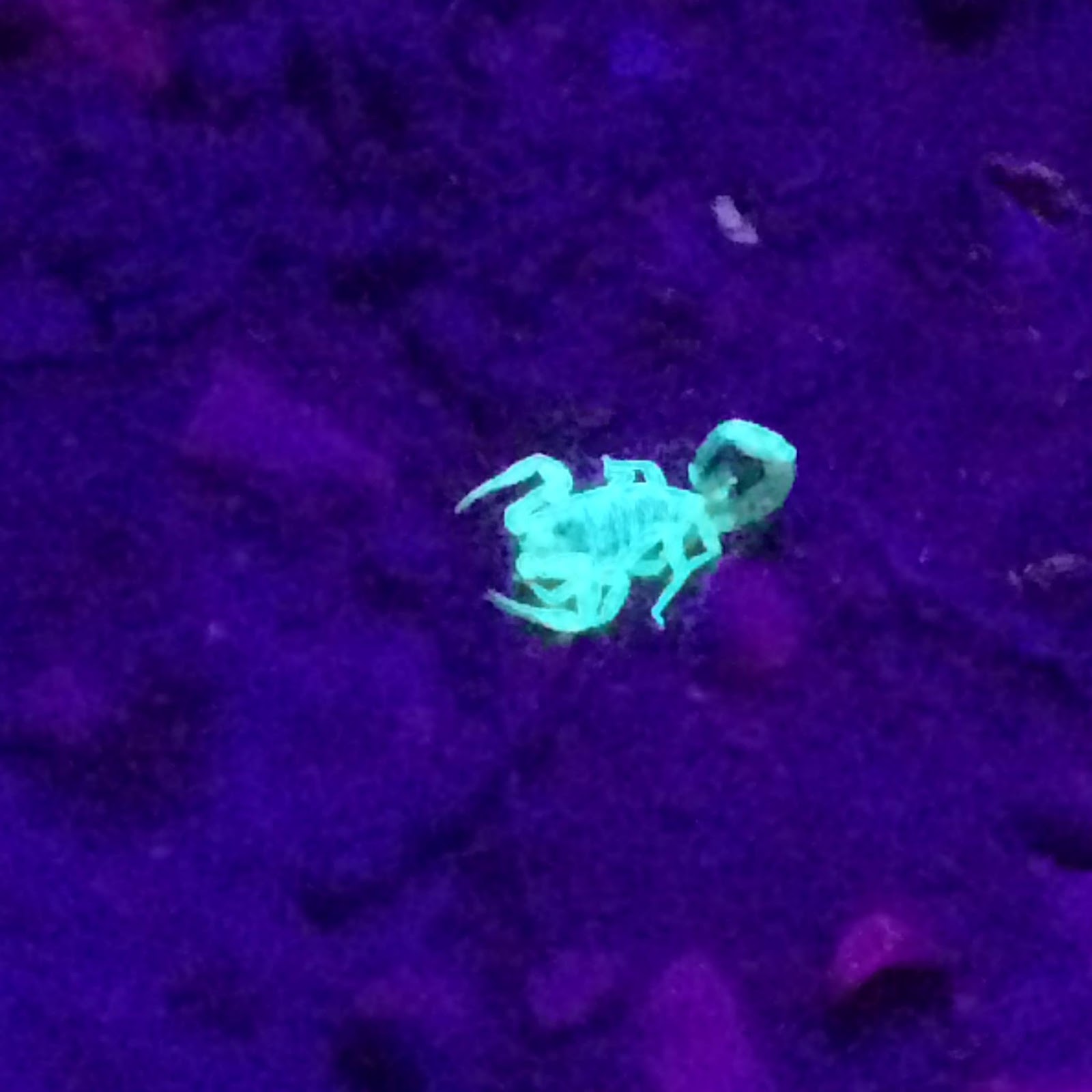 Adaptive Radiation: 2017