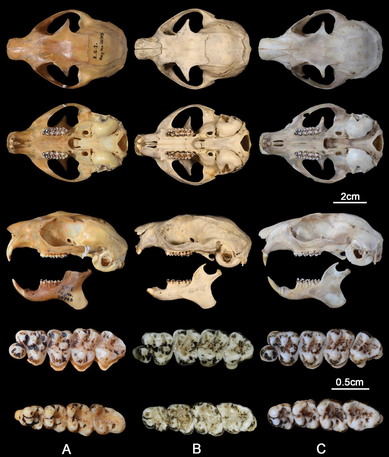 Species New to Science: [Mammalogy • 2019] Biswamoyopterus ...