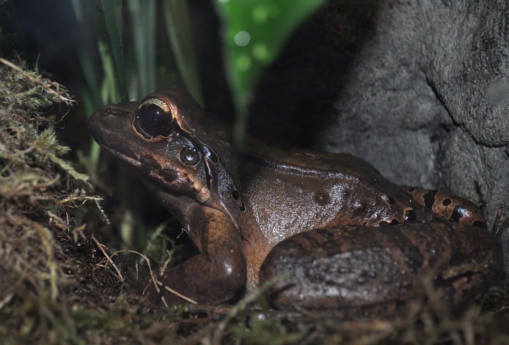 ZOOTOGRAFIANDO (6.096 ANIMALS): RANA GIGANTE DE ISLA MONTSERRAT / GIANT ...