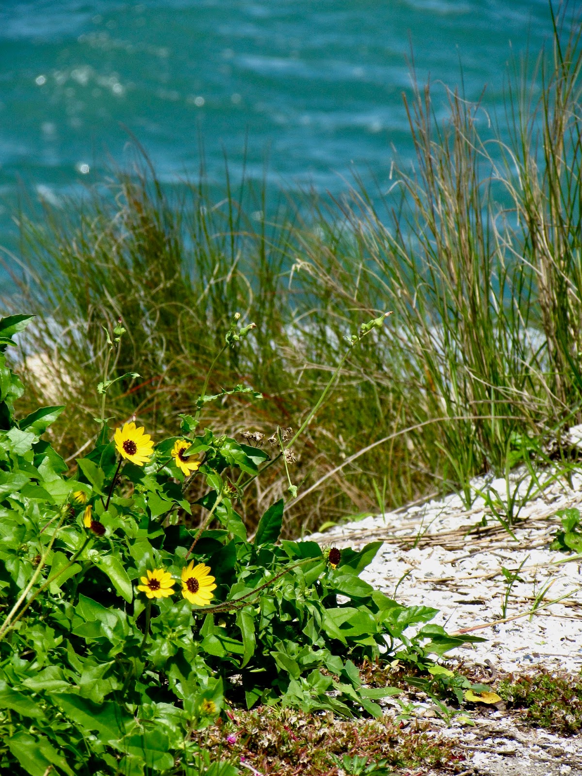 Life In Robin's Nest: Marching into Spring