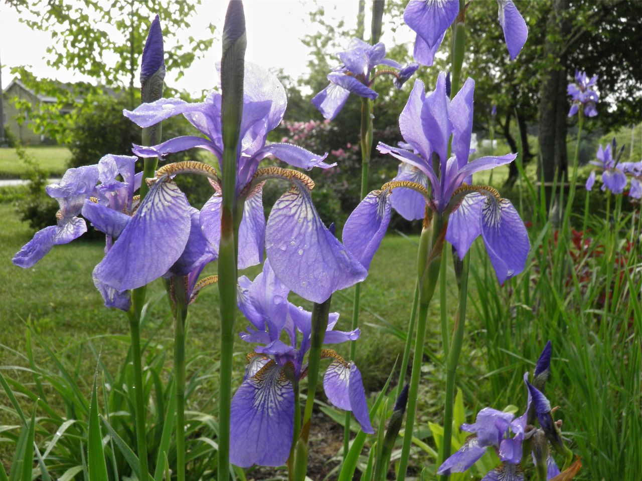 Docaitta Lifestyle: What’s blooming now? Siberian iris!