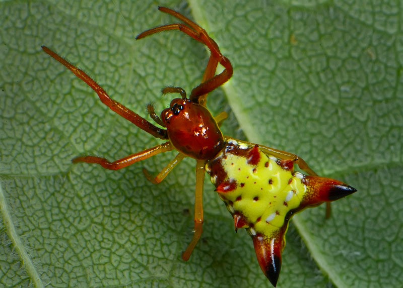 beauty of spider: Arrowhead Orb Weaver - (Verrucosa arenata)