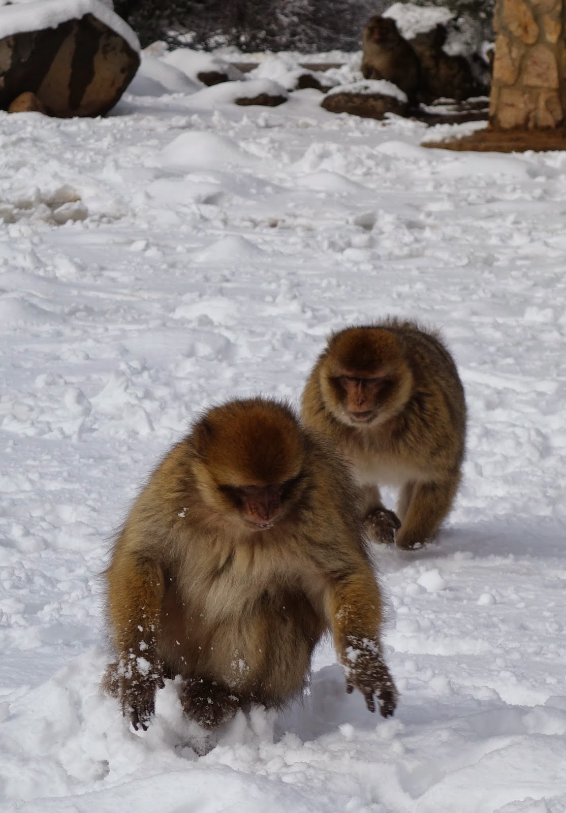 semifreelife: Snow Monkeys!