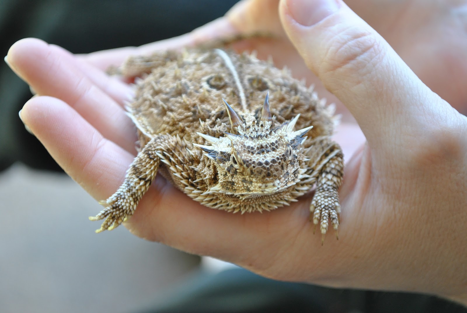 Desert Pastoral: Horny Toad