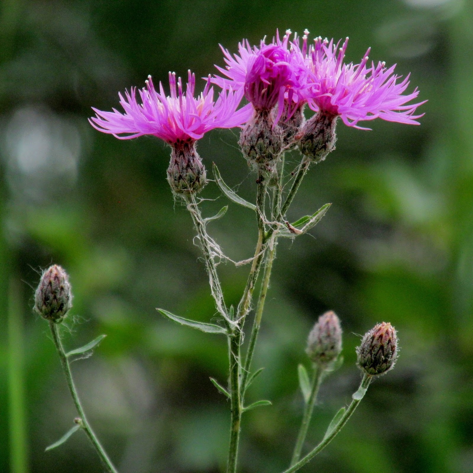 From The Wild Side: Knapweed is Ironic (Enjoy the Honey)