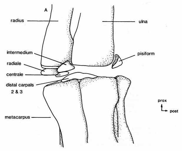 pan-Aves: června 2011