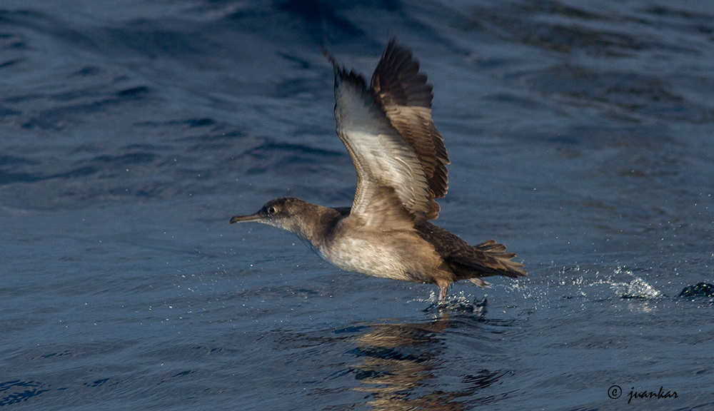 Miradas Cantábricas: Repoker de pardelas. Pardela balear y pardela sombría.