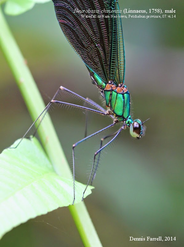 Dragonflies & damselflies of Thailand: 78. Neurobasis chinensis ...