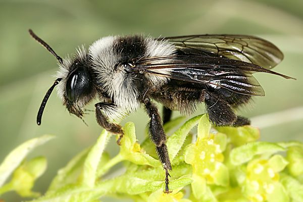 La abeja negra