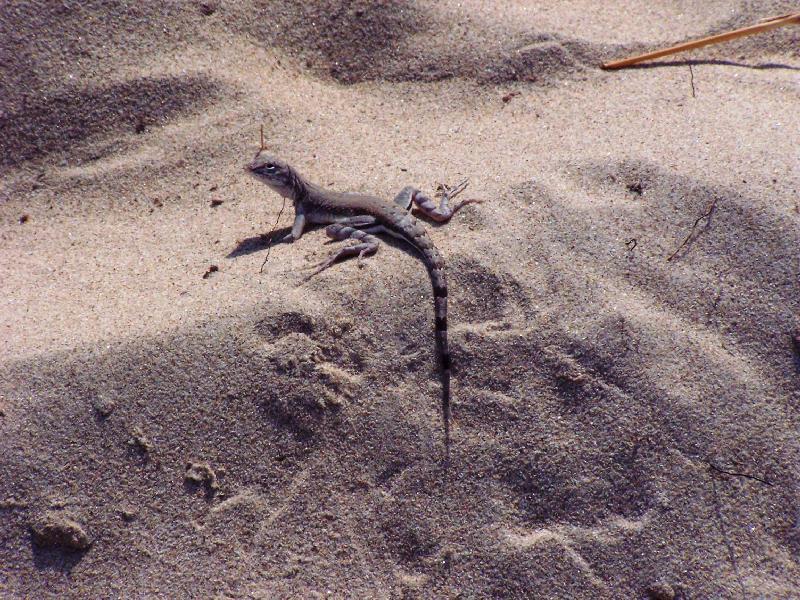 sancarlosfortin: cachora en la playa de la manga en sonora