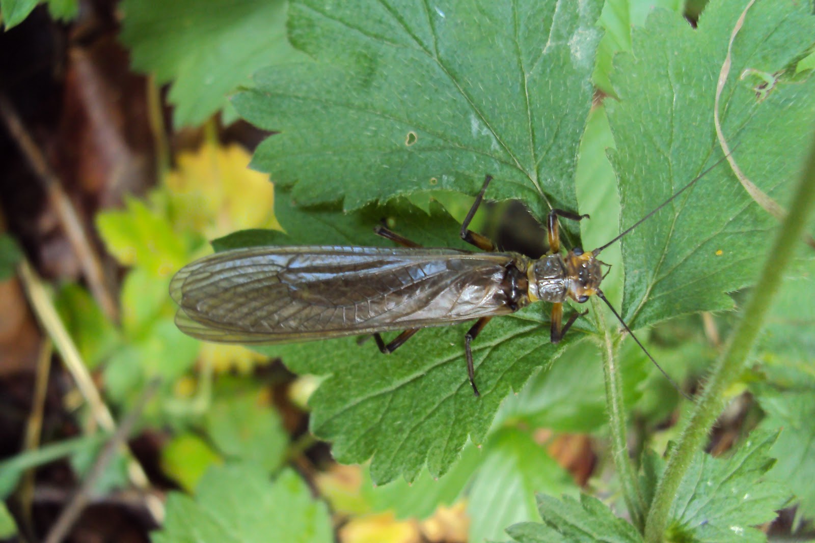 Taxonomía Arthropoda: Clase Insecta Orden Plecoptera