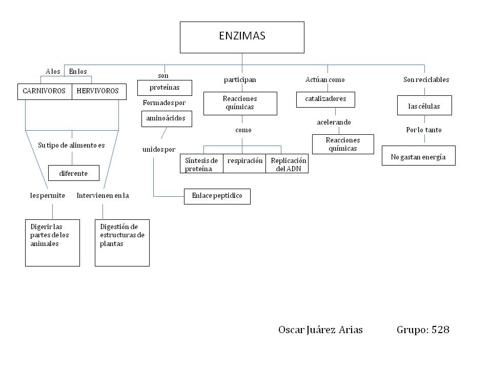 OscarJuarez12528: mapa conceptual Enzimas