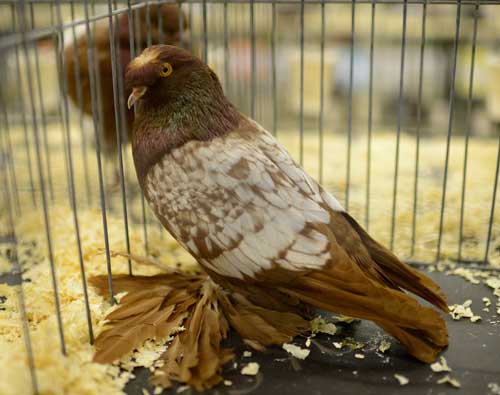 German Beak Crested Trumpeter - Pigeons fall
