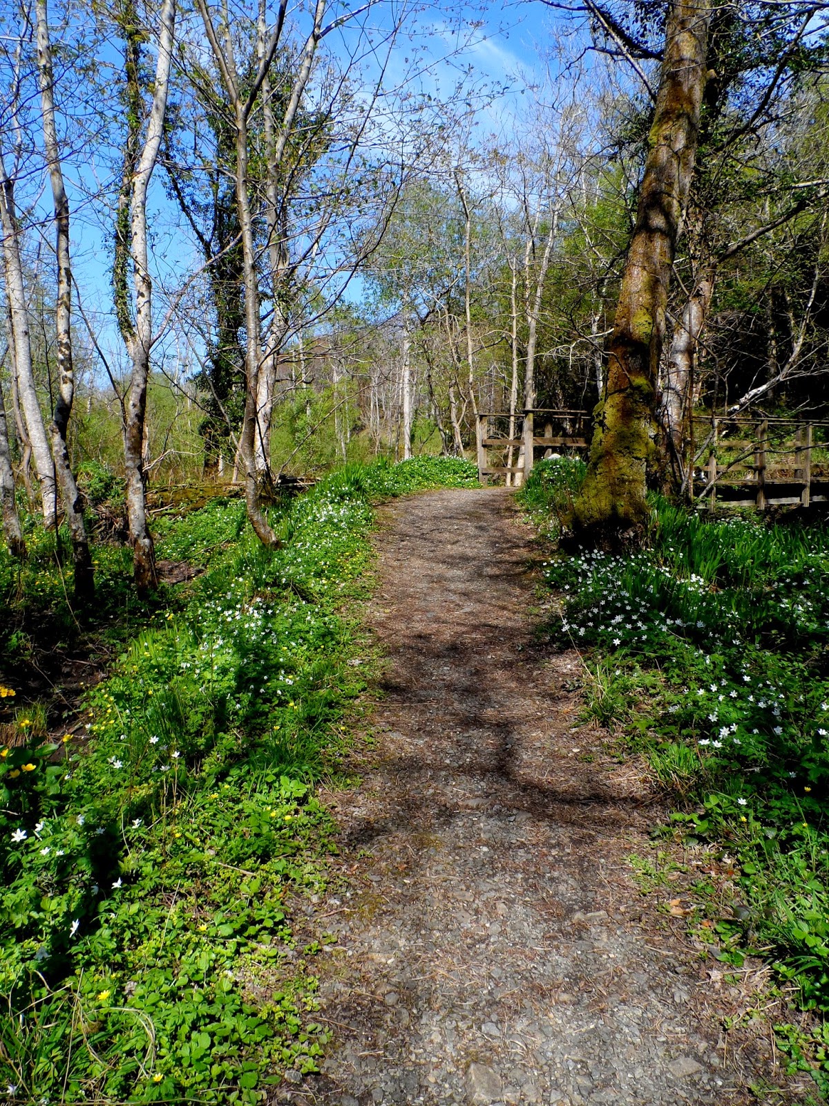 Our live in Ireland: Walk in Ards Forest Co. Donegal