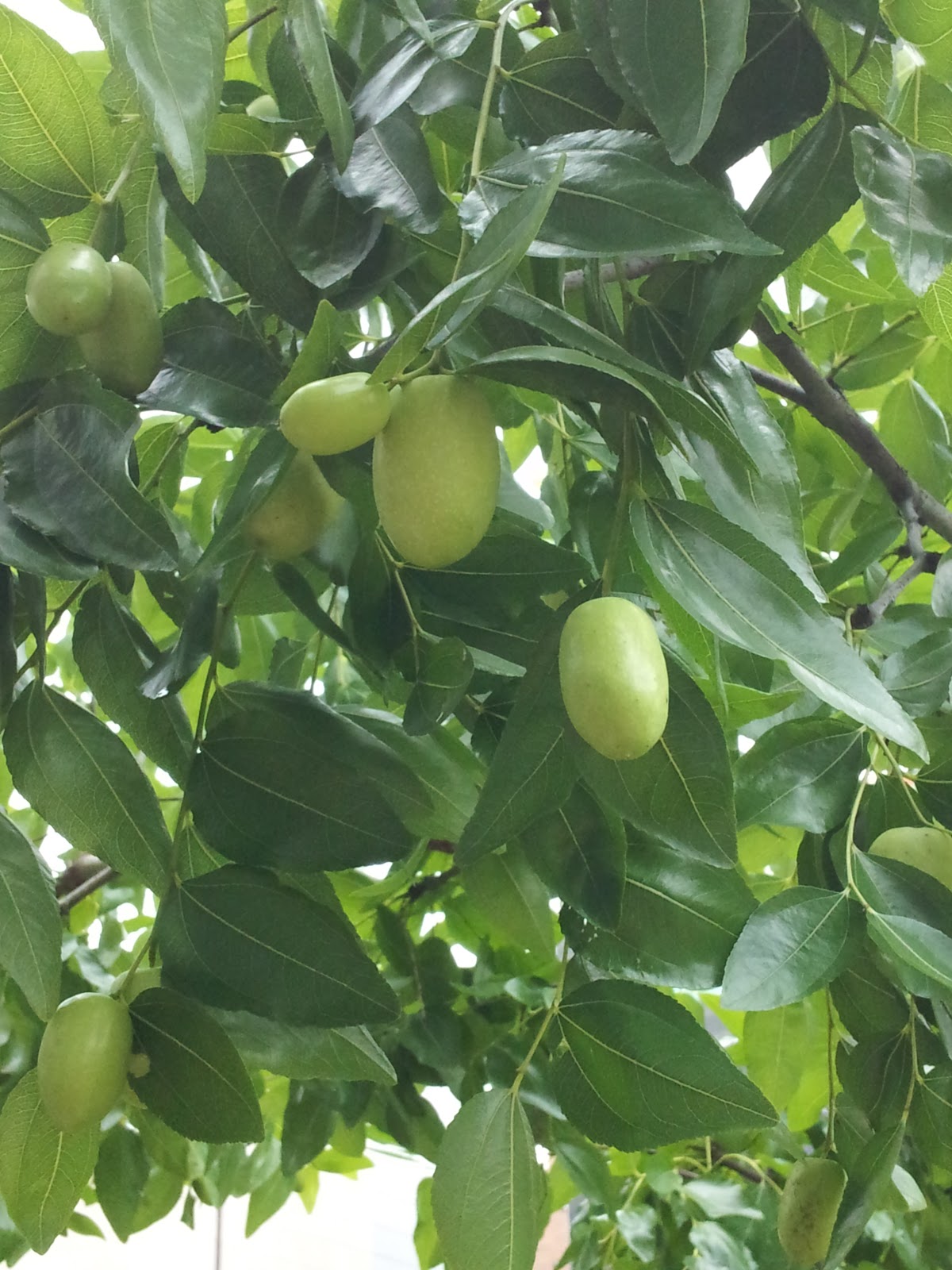 Kimchi House: Date Tree / 대추나물 / 红枣树