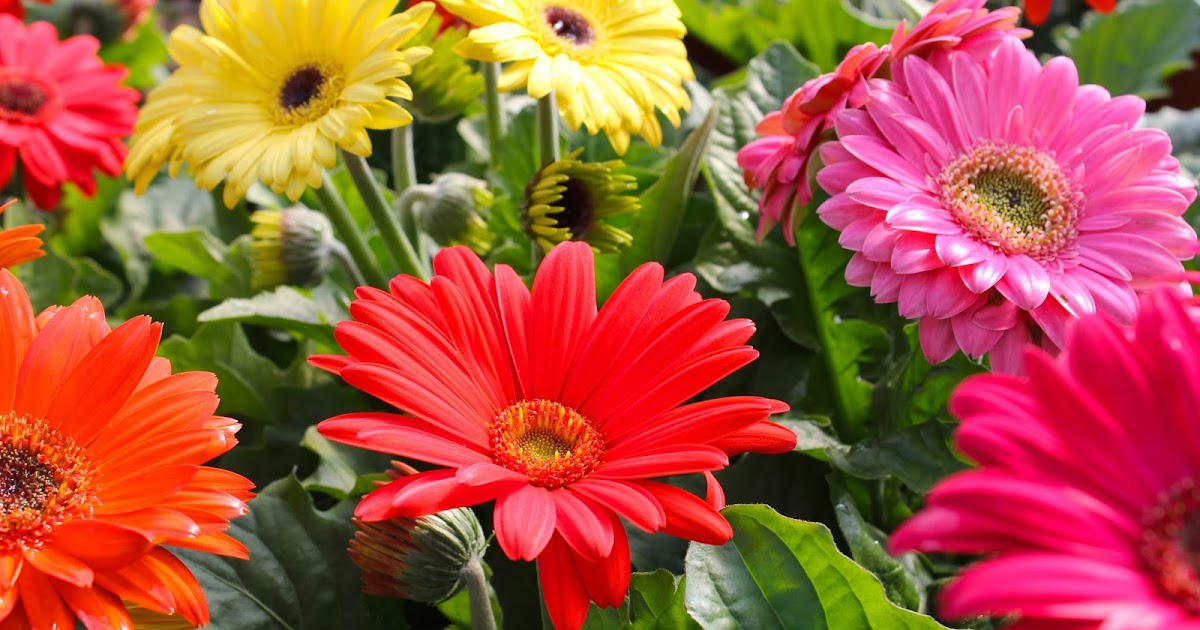 Plantarea si ingrijirea gerberei | Mama buna