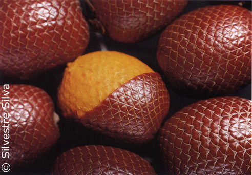 Miriti Tauá: Fruto do Miriti ou Buriti