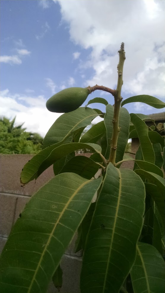 Desert Valley Orchard: Sweet Tart Mango