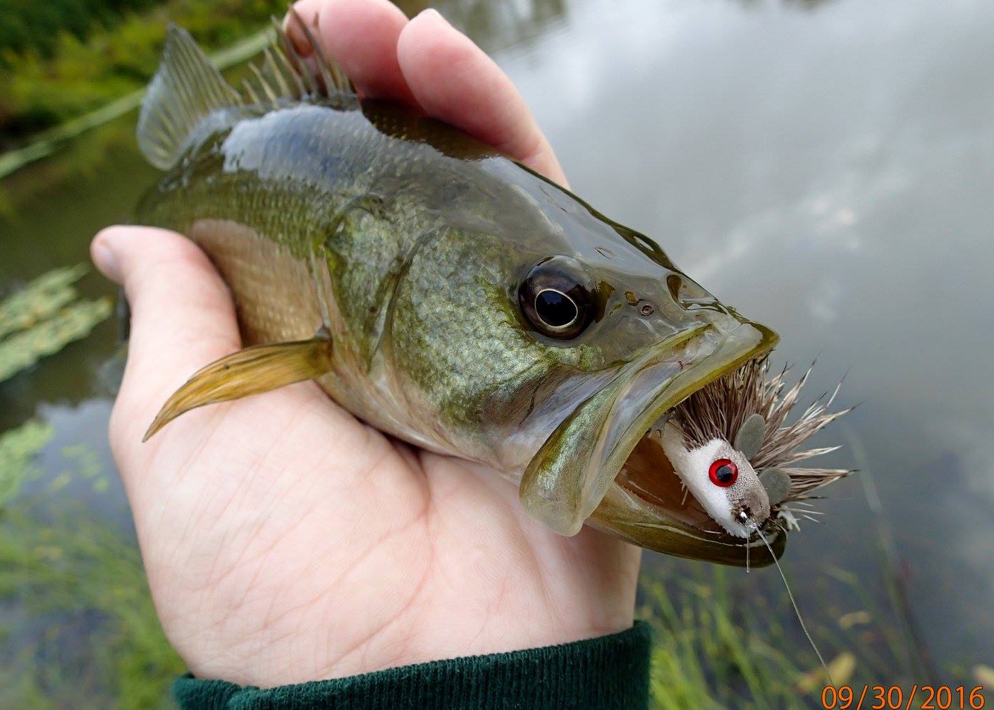 Bobcat Hollow Fly Fishing/Tying: 2018