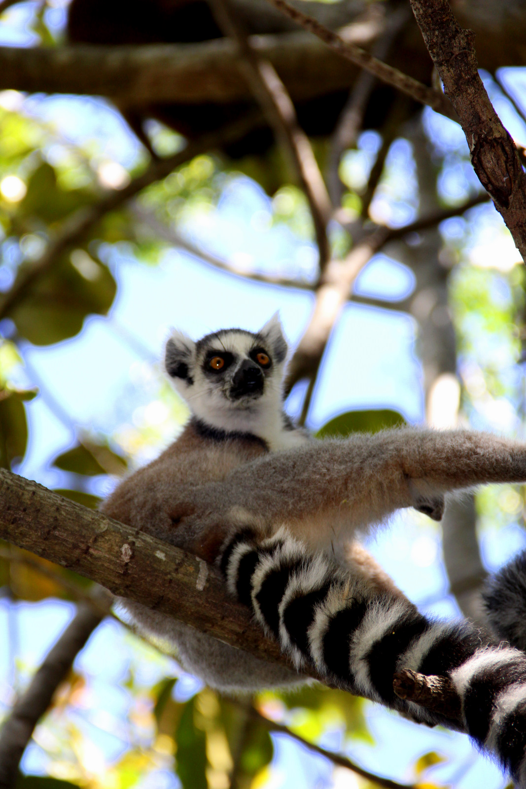 All The Live Long Day: Madagascar Honeymoon, Post #7: 21 to 27 April 2011