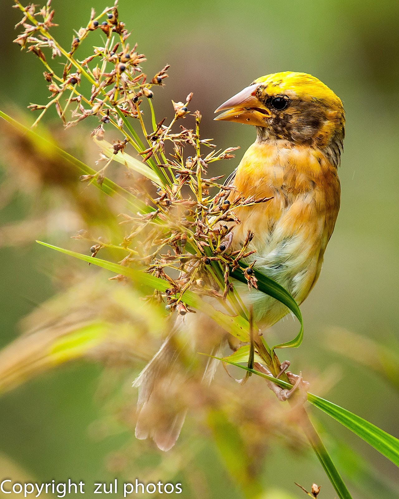 Zul Ya - Birds of Peninsular Malaysia: Baya Weaver