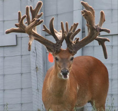 Blog de chasse au chevreuil à l'arc: Voulez vous voir ça au Québec