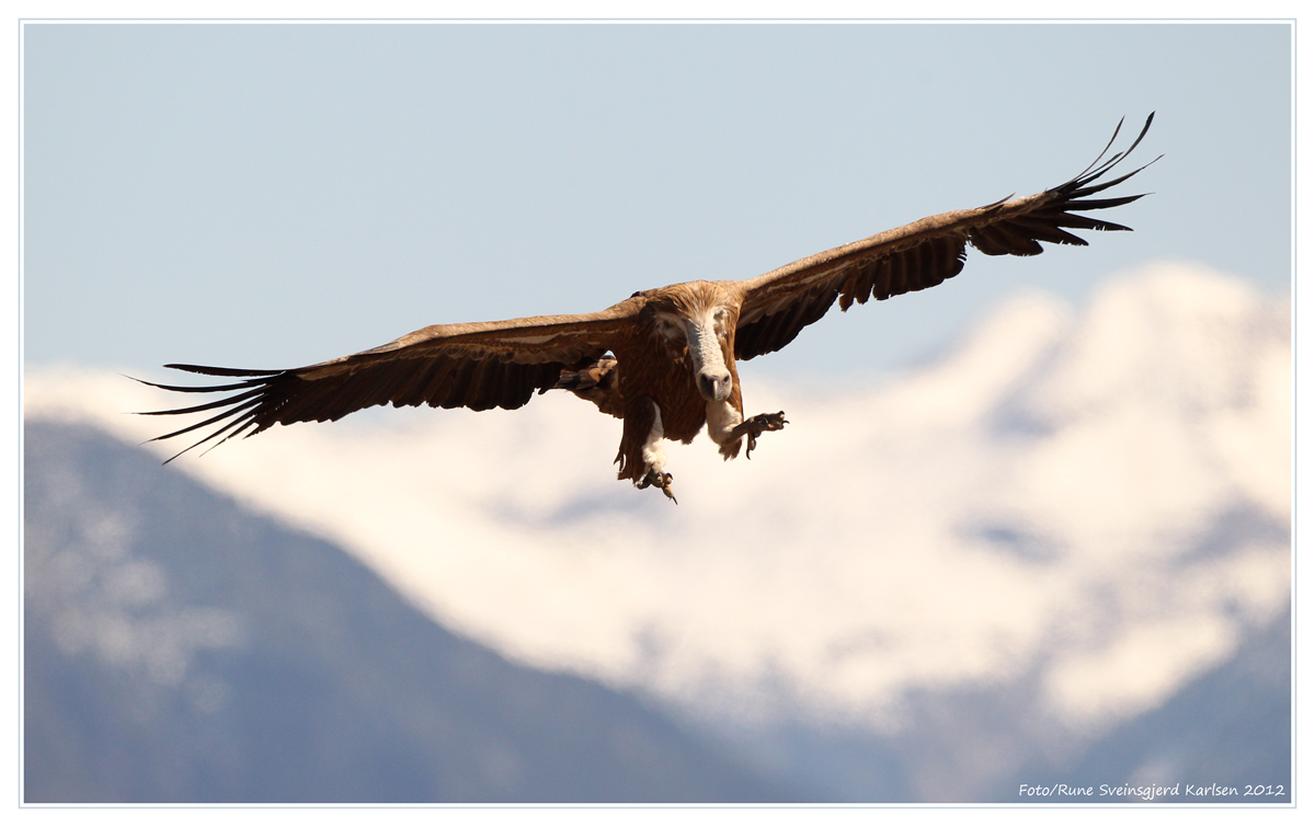 NATUR I BILDER: Gåsegribb