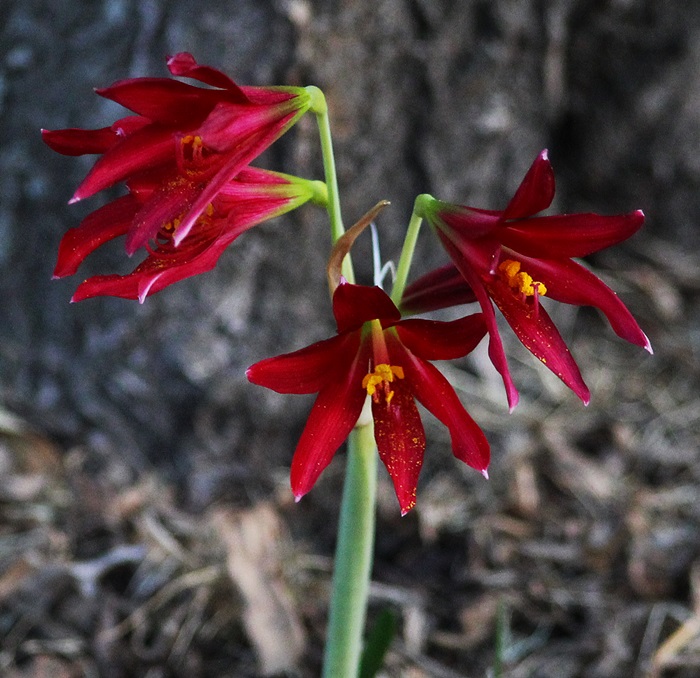 Gardening With Nature: Schoolhouse lilies
